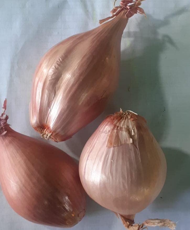 Echalote americano | Moisaner Gourmet Tienda en linea