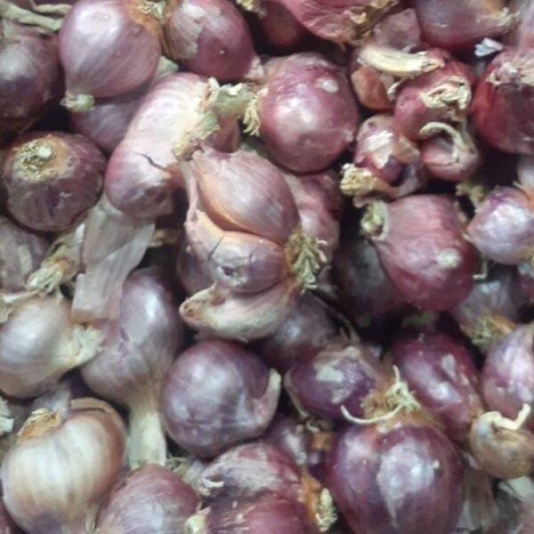 Echalote americano | Moisaner Gourmet Tienda en linea